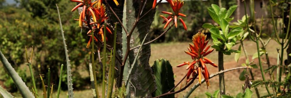 Harriet Botanicals - Finest Natural Herbs