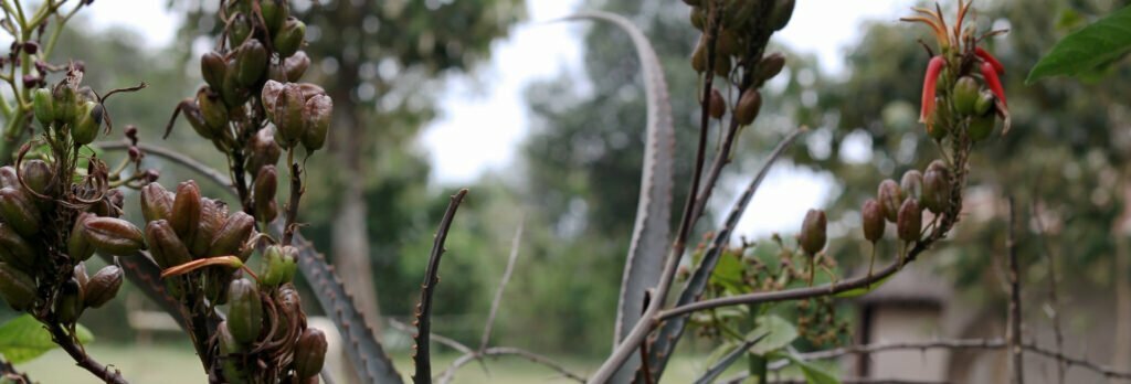 Harriet Botanicals - Finest Natural Herbs